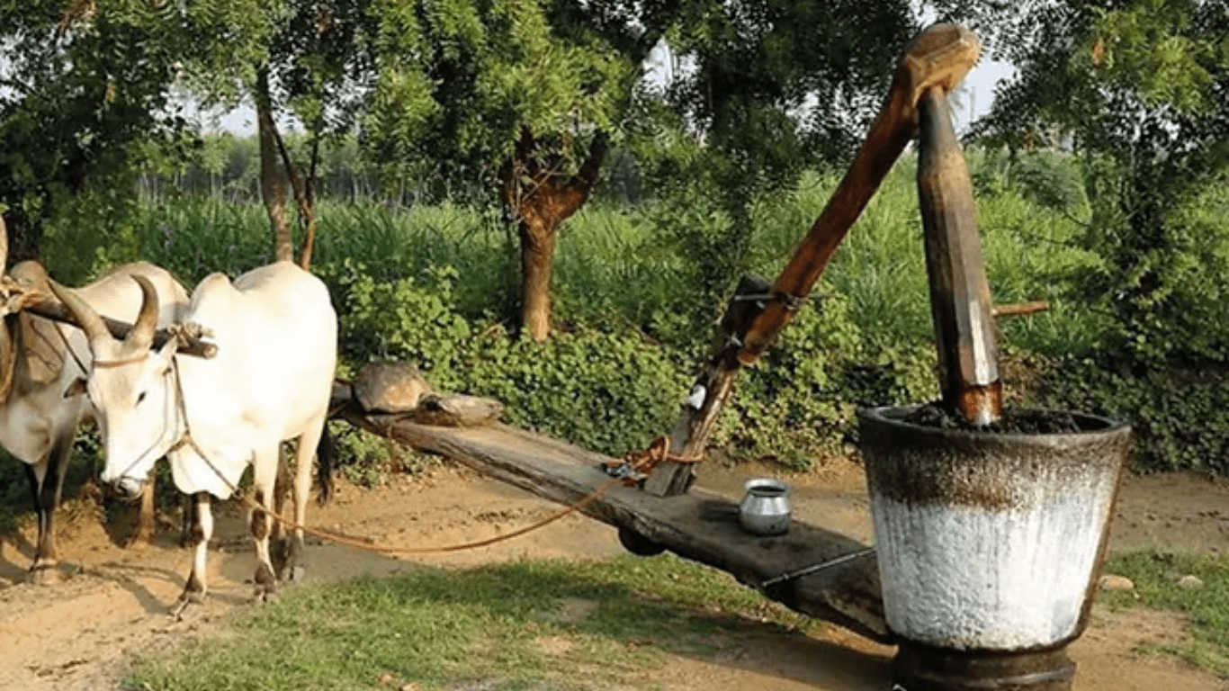 Cold-Pressed Oils for Cooking
